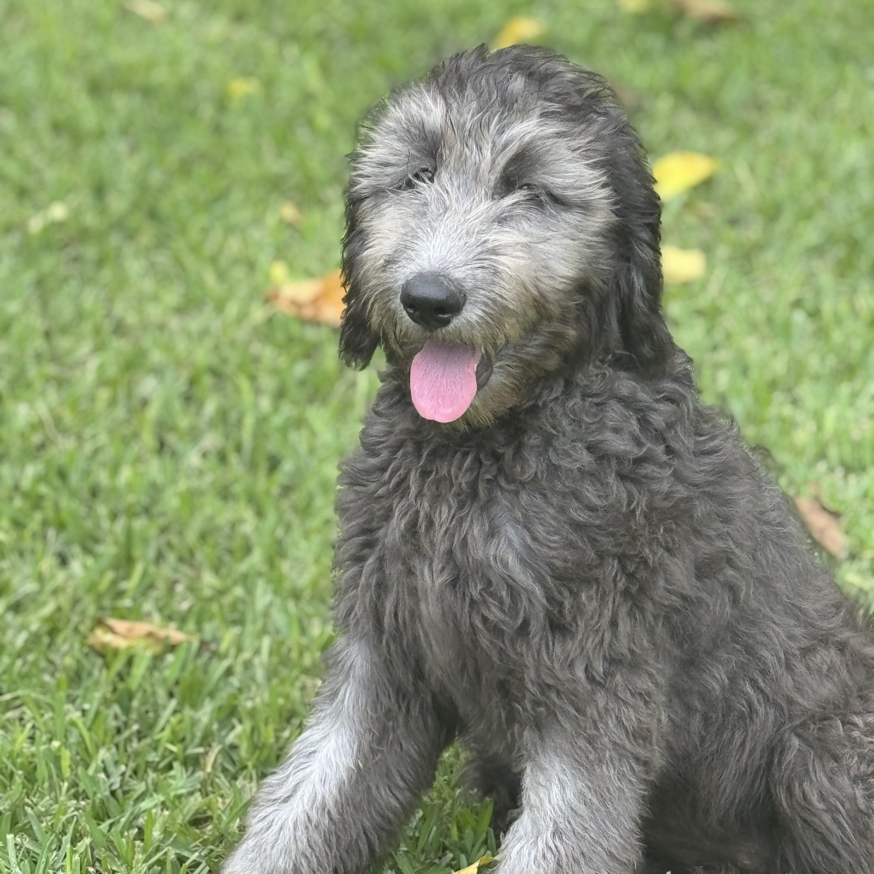 Dog for adoption - DIXIE-TEXAS, a Goldendoodle in TEMPLE, TX | Petfinder