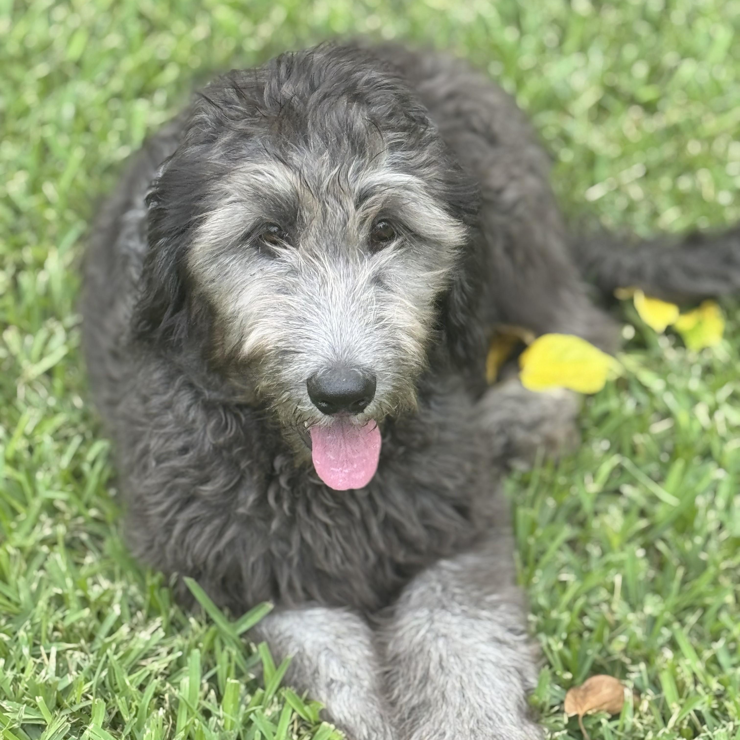 Dog for adoption - DIXIE-TEXAS, a Goldendoodle in TEMPLE, TX | Petfinder
