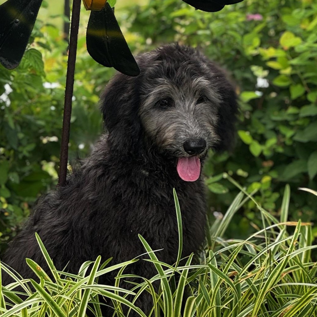 Dog for adoption - DIXIE-TEXAS, a Goldendoodle in TEMPLE, TX | Petfinder