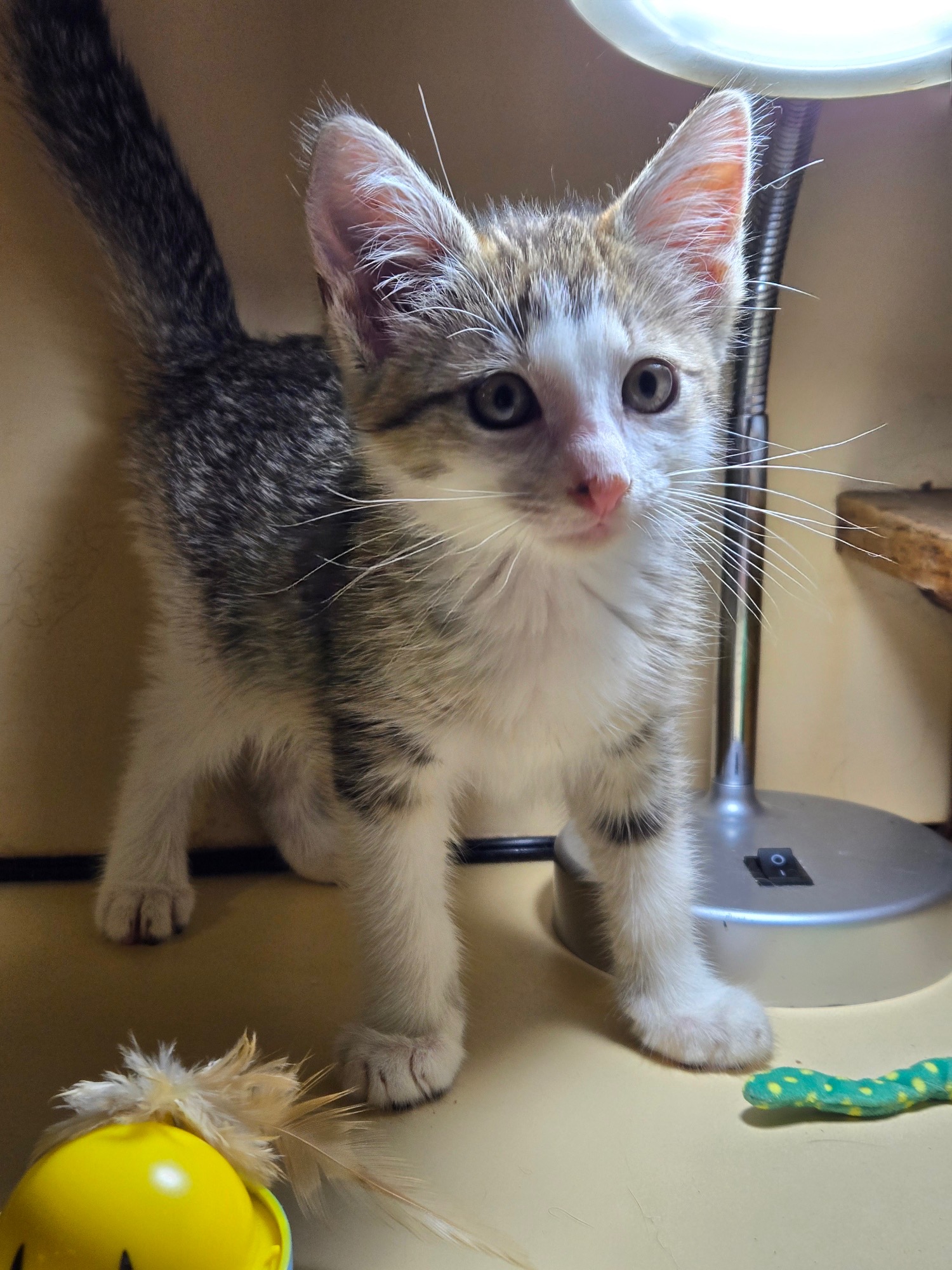 Cat for adoption - Rasia, a Domestic Short Hair Mix in Warwick, RI | Petfinder