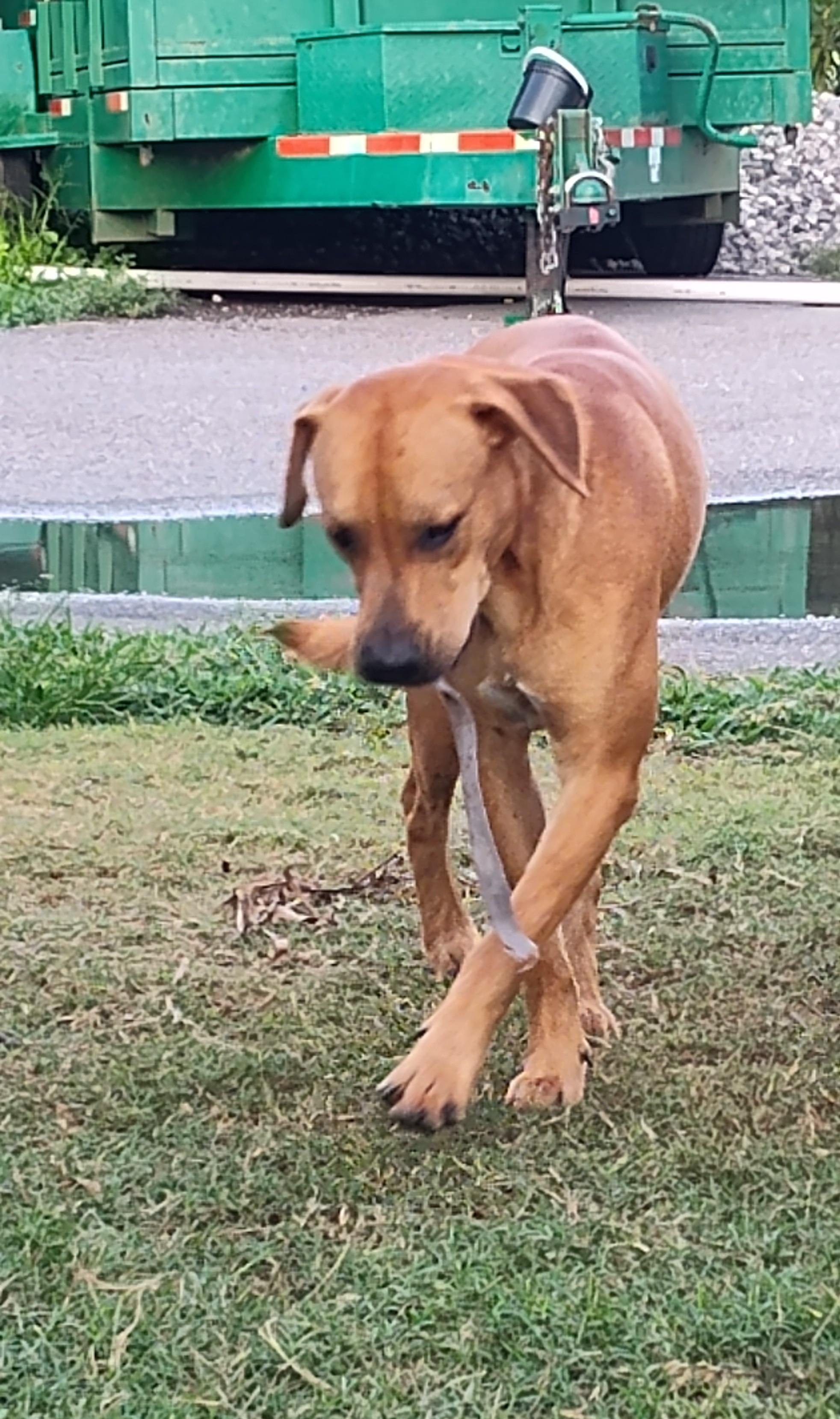 Dog for adoption - Jerry, a Rhodesian Ridgeback in Scarsdale, NY ...