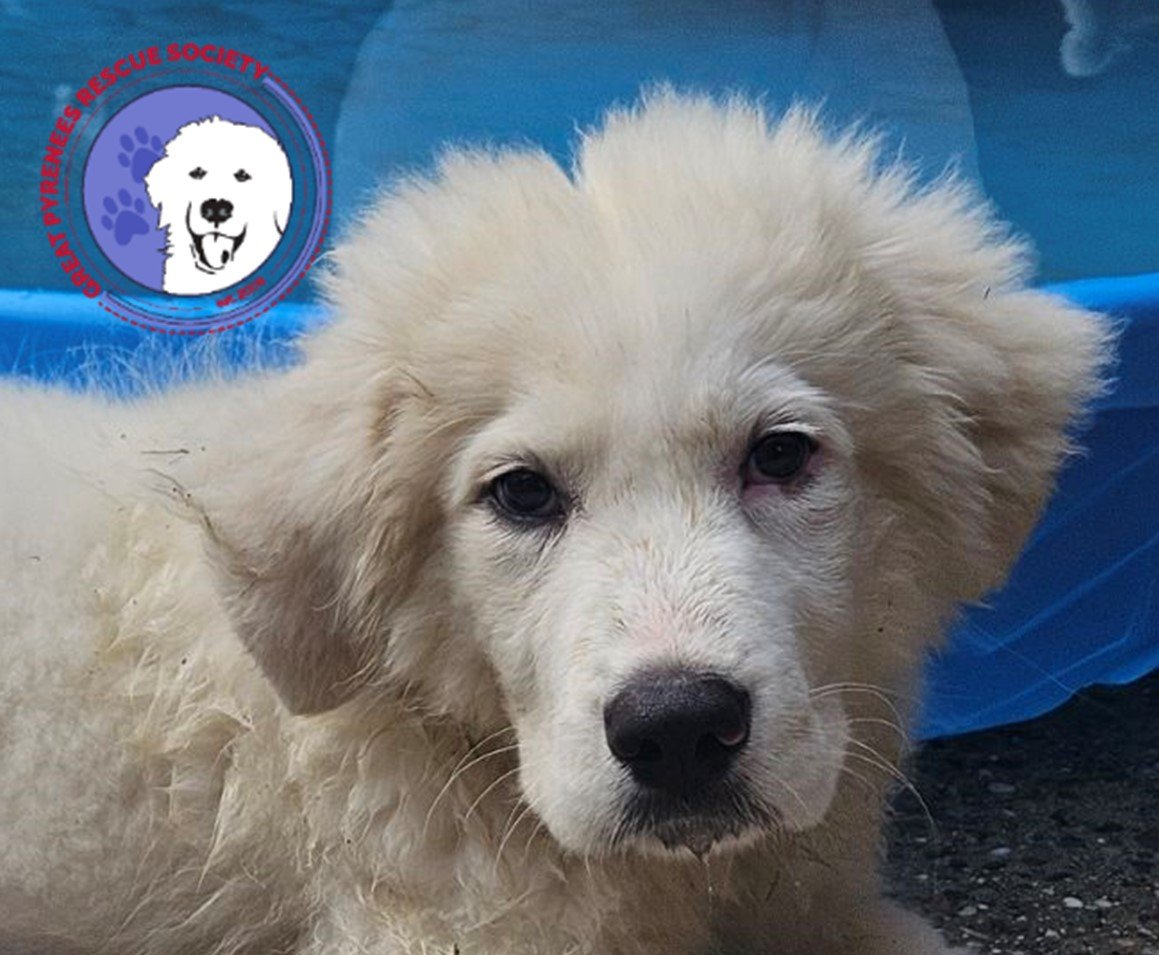 Dog for adoption - Usher, a Great Pyrenees in Pottstown, PA | Petfinder