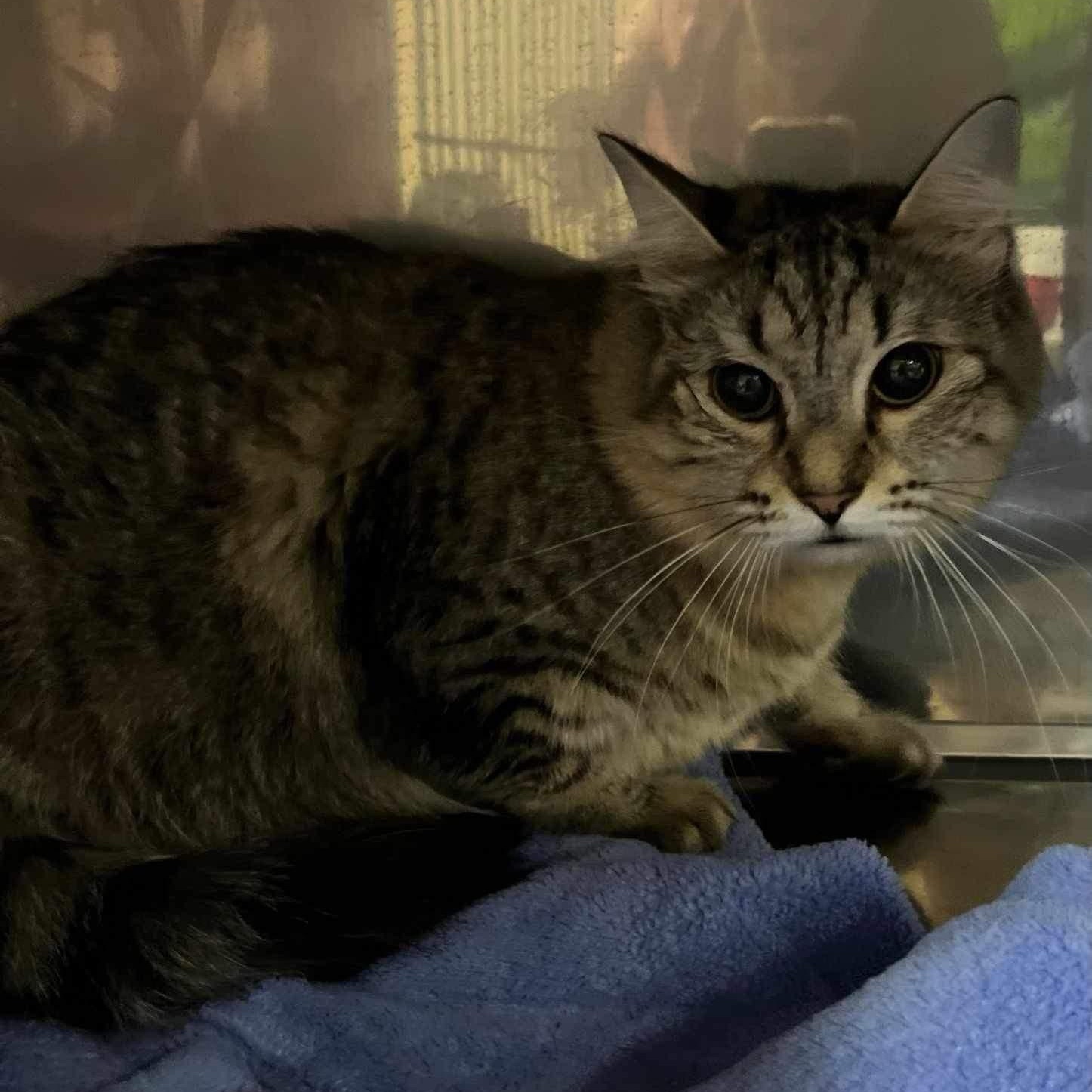 Cat for adoption - Floof, a Domestic Short Hair in Gladstone, OR ...