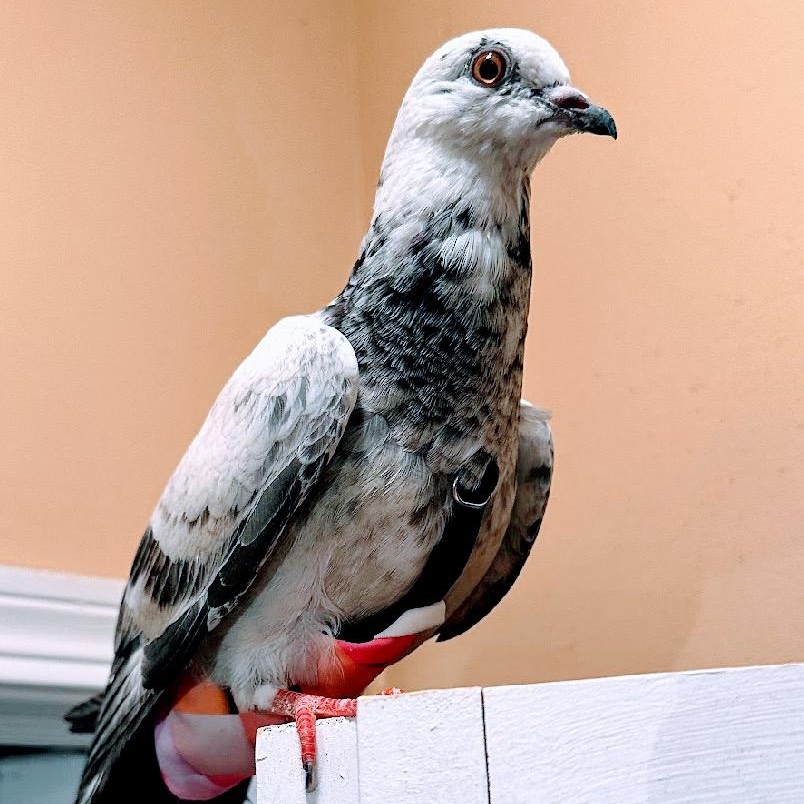 Dove for adoption - Dorinda, a Pigeon in Chicago, IL | Petfinder