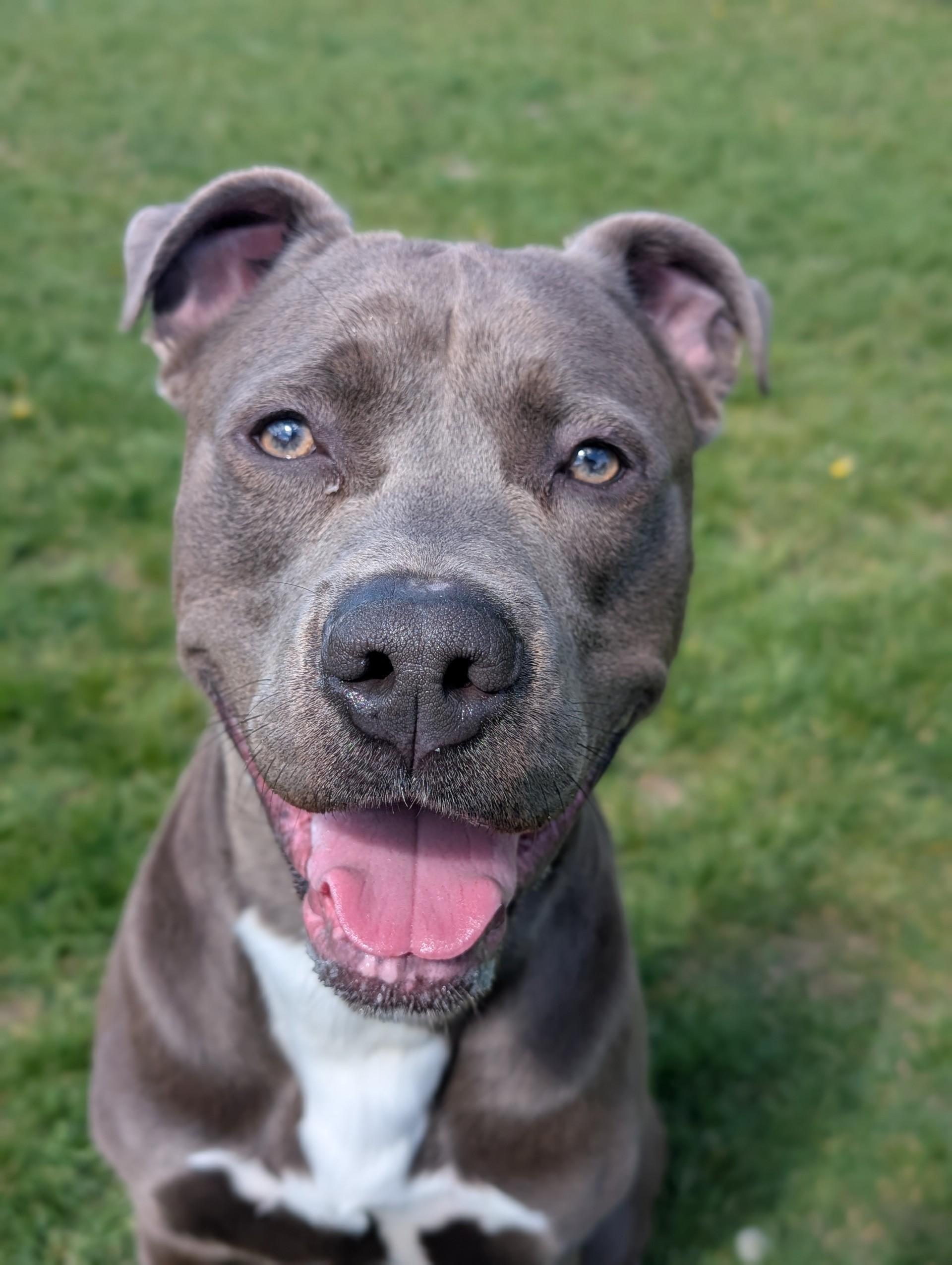 Ace - Adoptable Pet | Petfinder | Petfinder