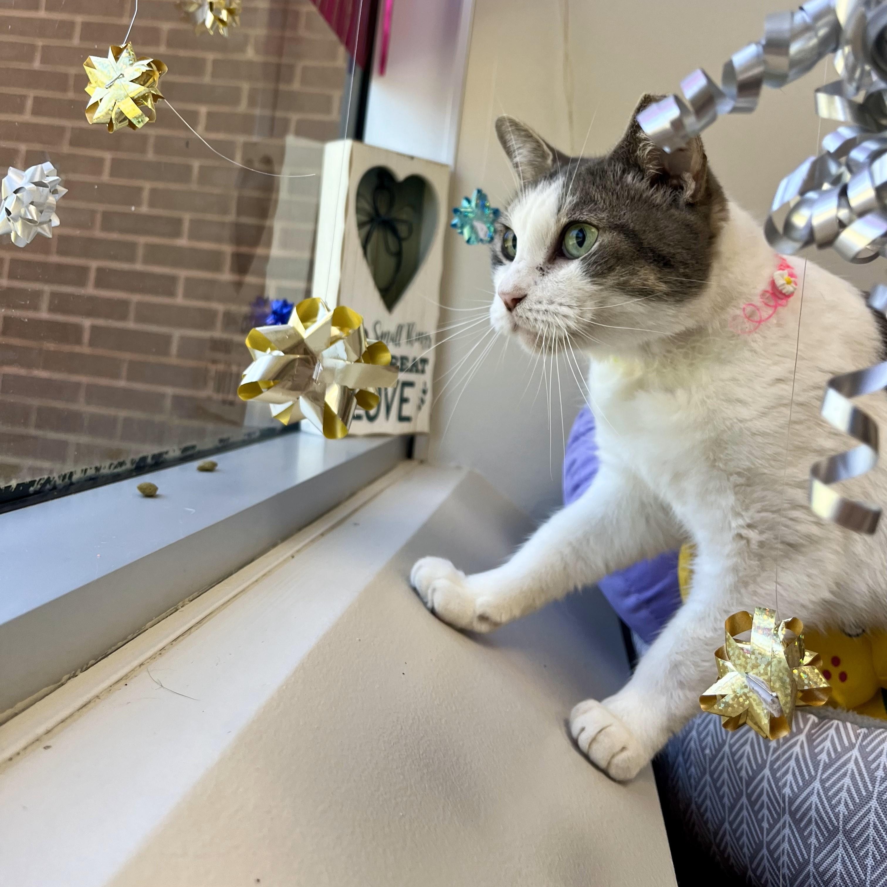 Cat for adoption - April, a Domestic Short Hair in Euless, TX | Petfinder