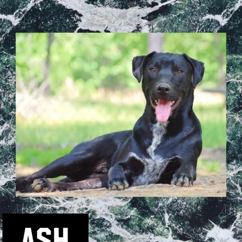 Dog for adoption - Ash - MI, a Labrador Retriever Mix in Ferndale, MI ...