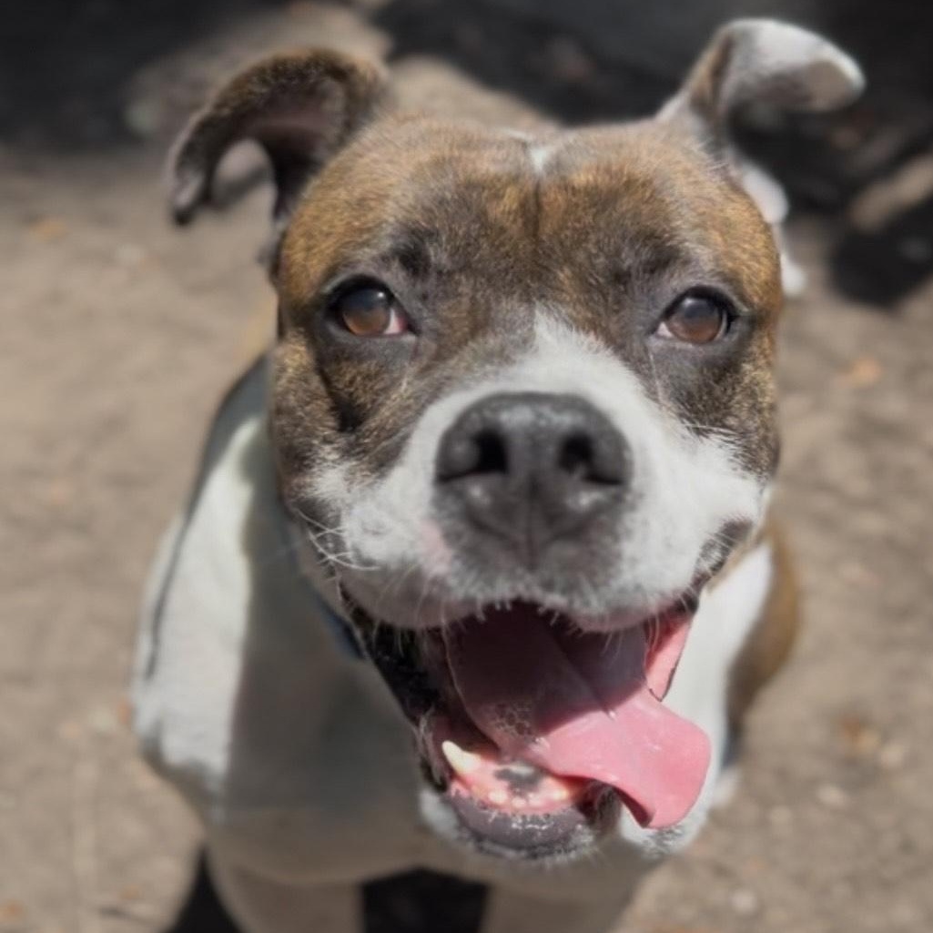 Dog for adoption - Buster (In Foster), a Mixed Breed in Charleston, SC ...