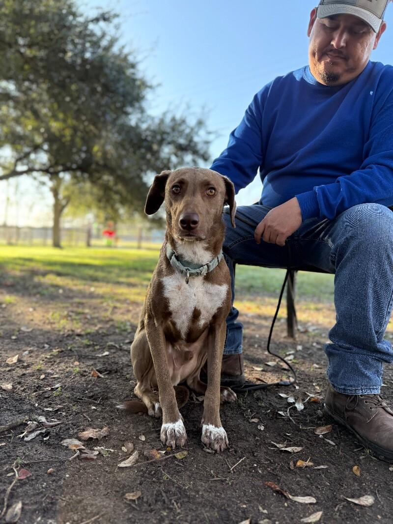 Dog for adoption - Ramon the Romantic, a Labrador Retriever & American ...