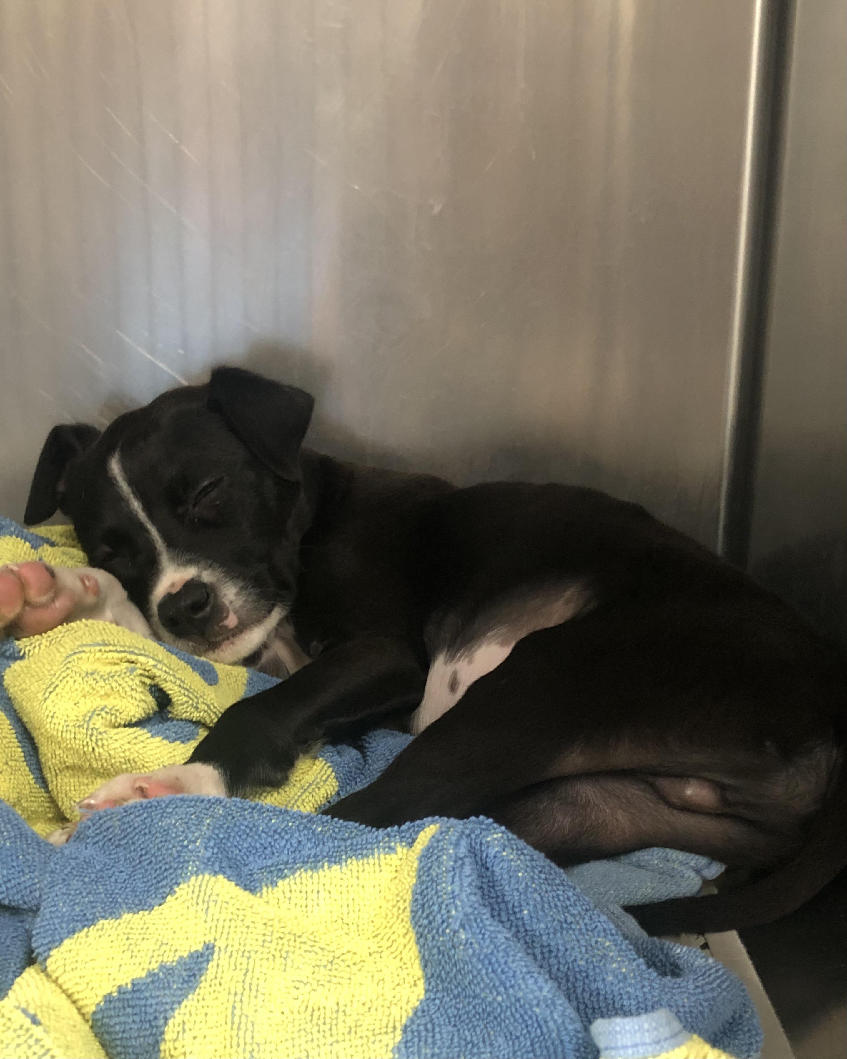 Dog for adoption - Rascal, a Terrier Mix in Parma, OH | Petfinder