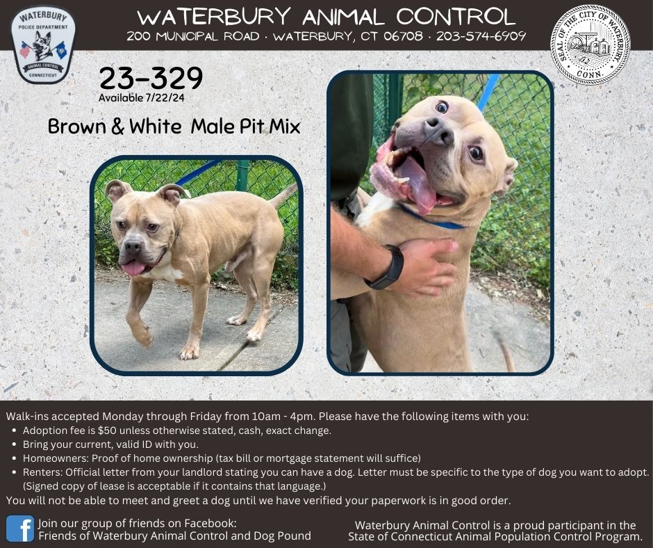 Dog for adoption - 23-329, a Pit Bull Terrier Mix in Waterbury, CT ...