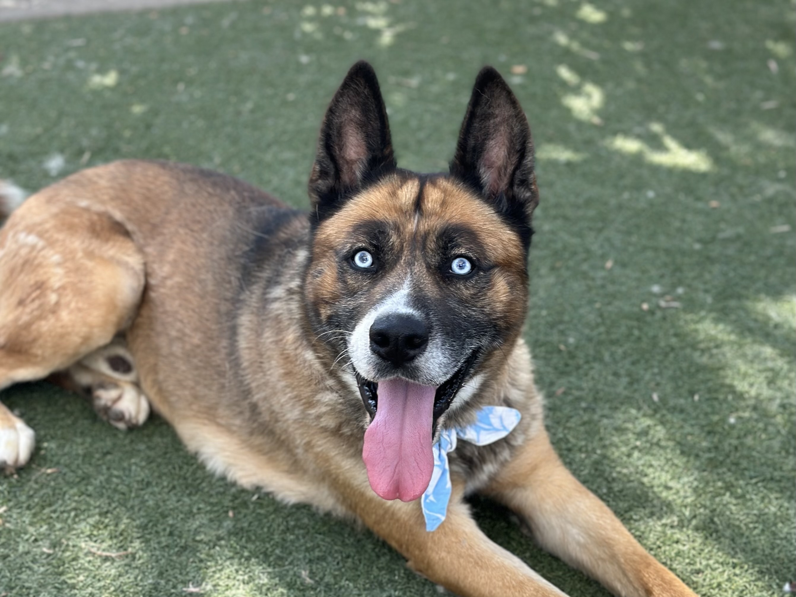 Dog for adoption - Drew, a Shepherd & Husky Mix in Rancho Palos Verdes ...