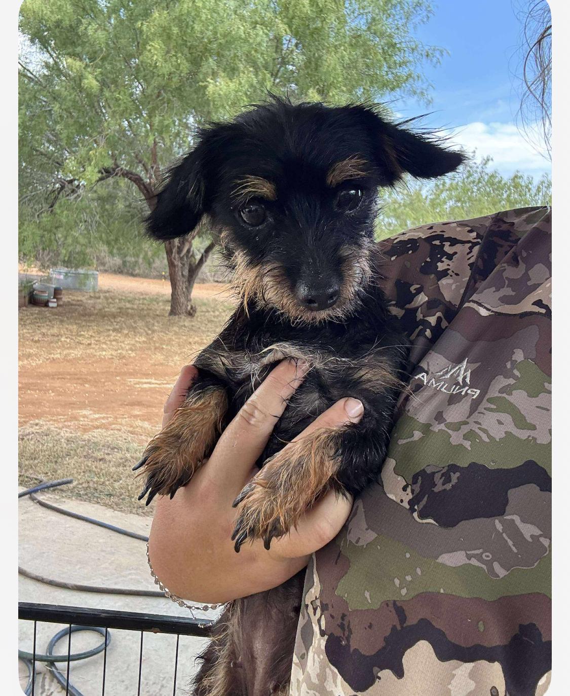 Dog for adoption - Maple Cheese, a Chihuahua & Yorkshire Terrier Mix in ...