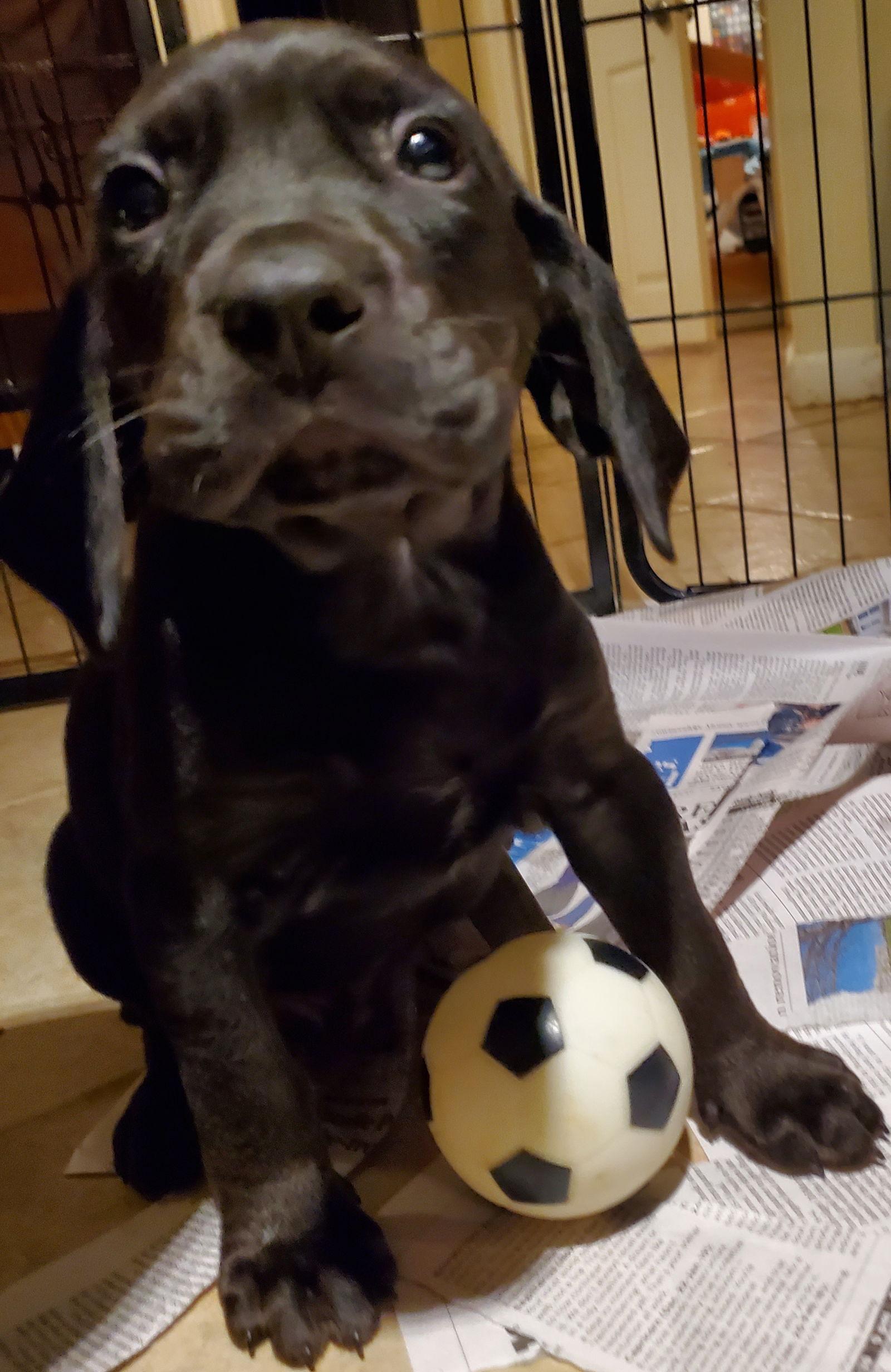 Dog for adoption - Hershey, a Beagle & English Springer Spaniel Mix in ...