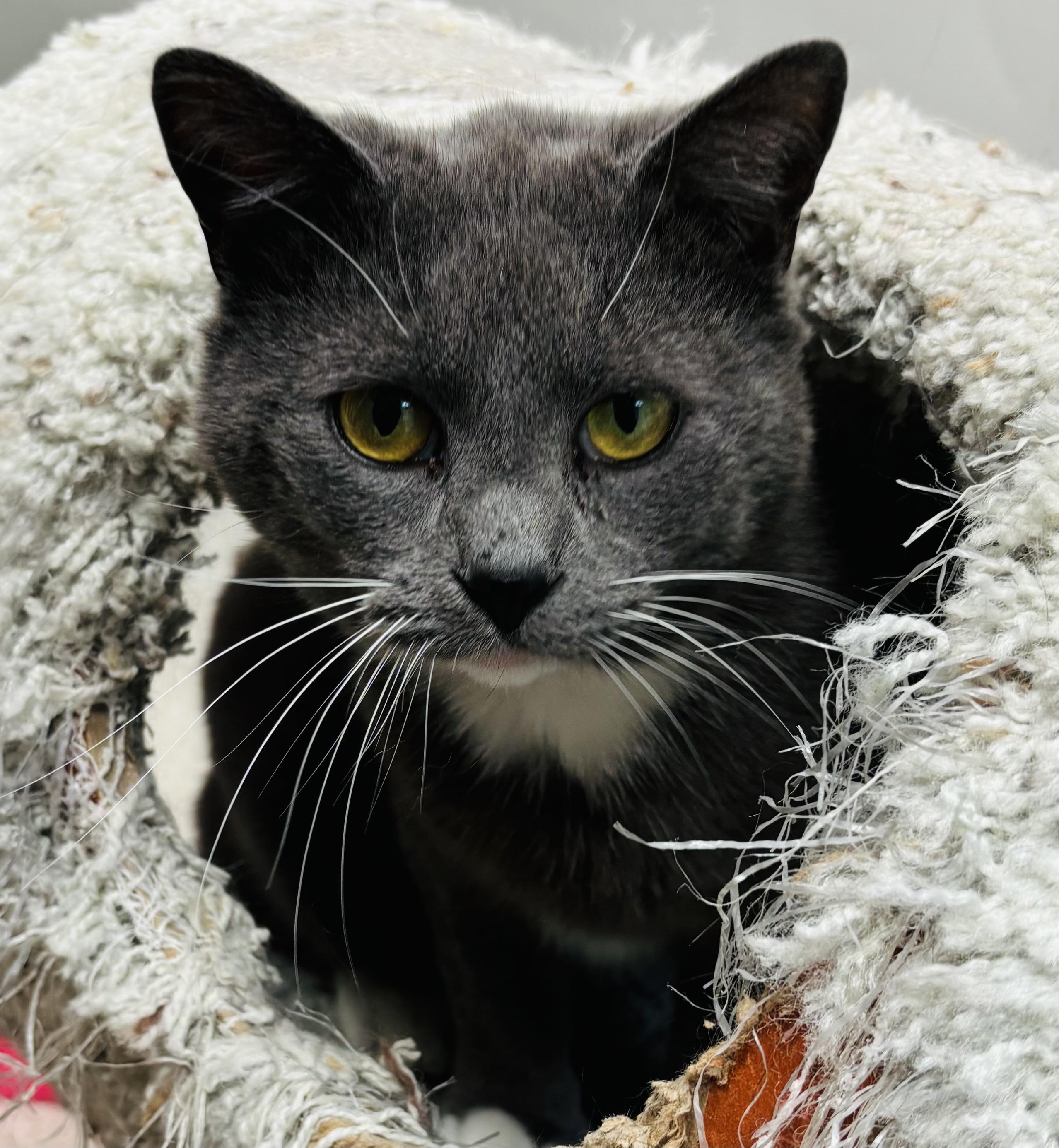 Cat for adoption - Harvey (Polydactyl), a Domestic Short Hair in ...