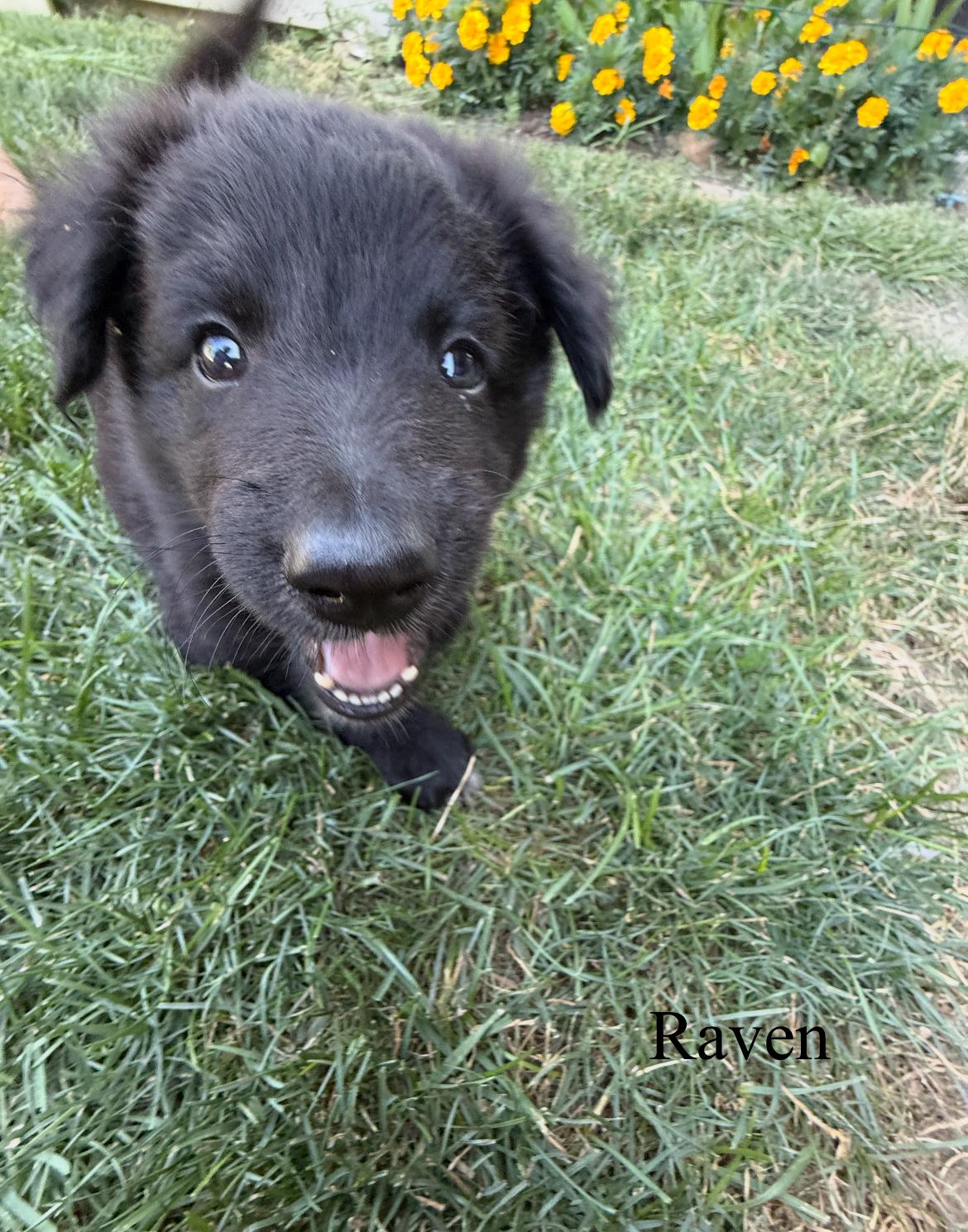 Dog for adoption - Raven!!, a German Shepherd Dog & English Shepherd ...
