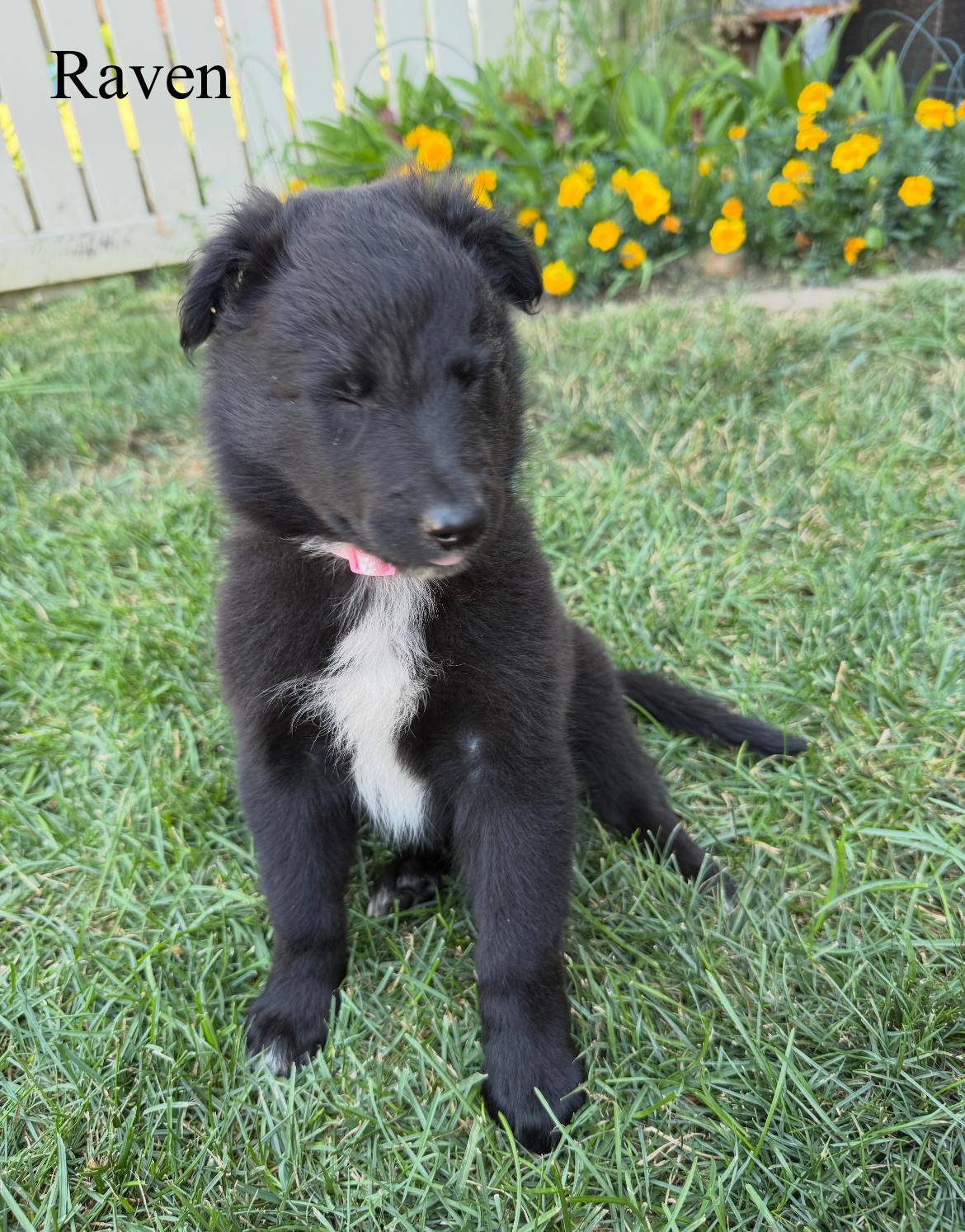 Dog for adoption - Raven!!, a German Shepherd Dog & English Shepherd ...