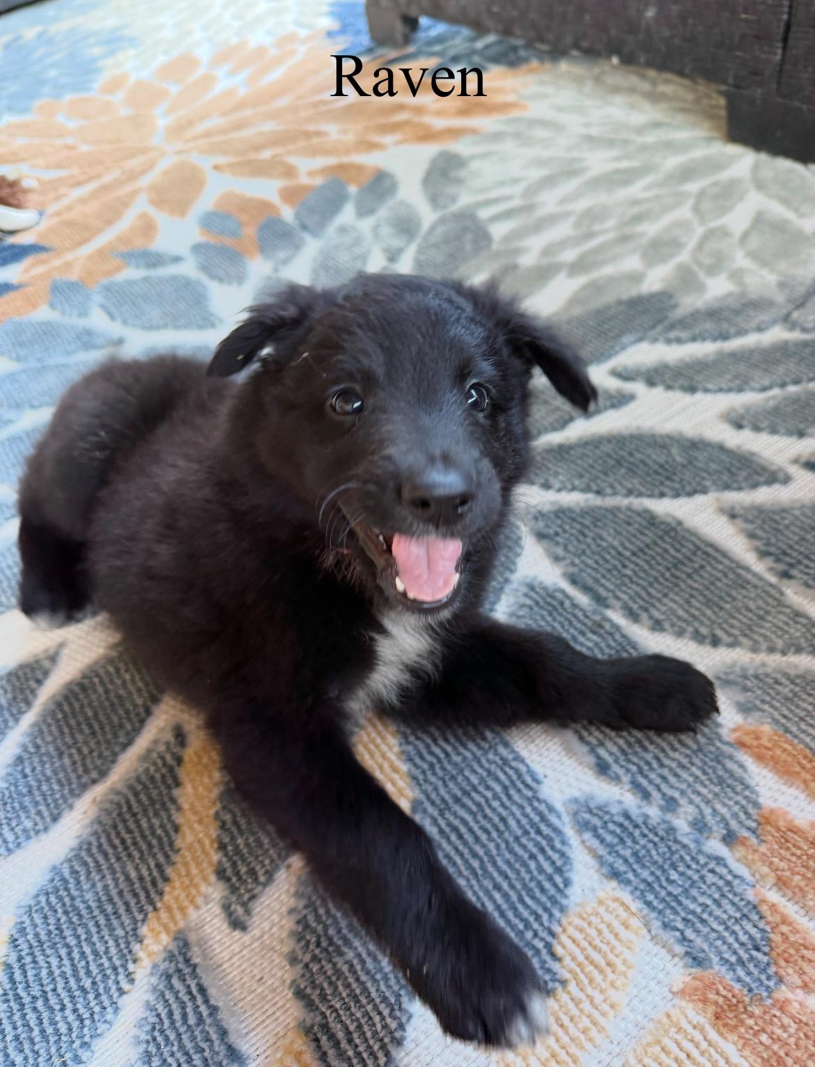 Dog for adoption - Raven!!, a German Shepherd Dog & English Shepherd ...