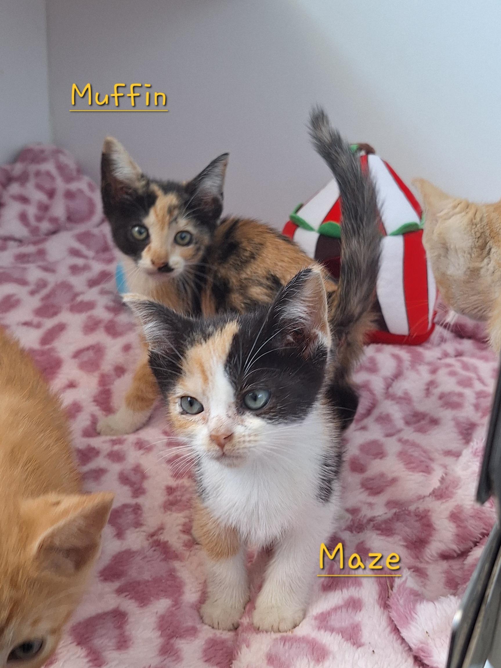 Cat for adoption - Muffin, a Calico in Stanton, KY | Petfinder