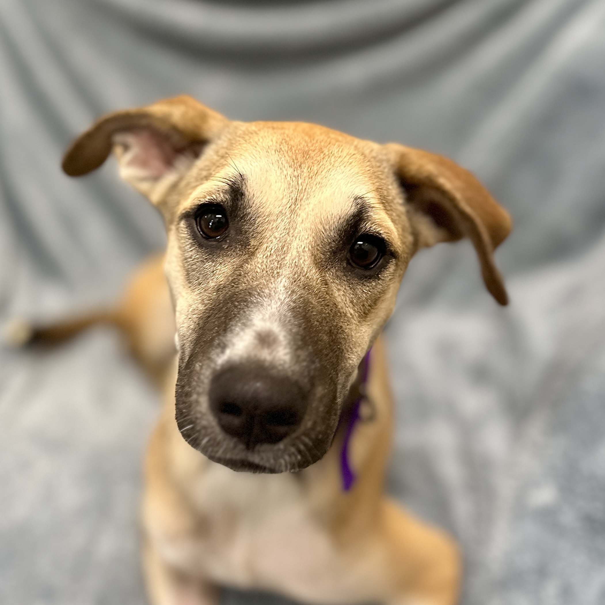 Dog for adoption - Ramona, a Labrador Retriever & German Shepherd Dog ...