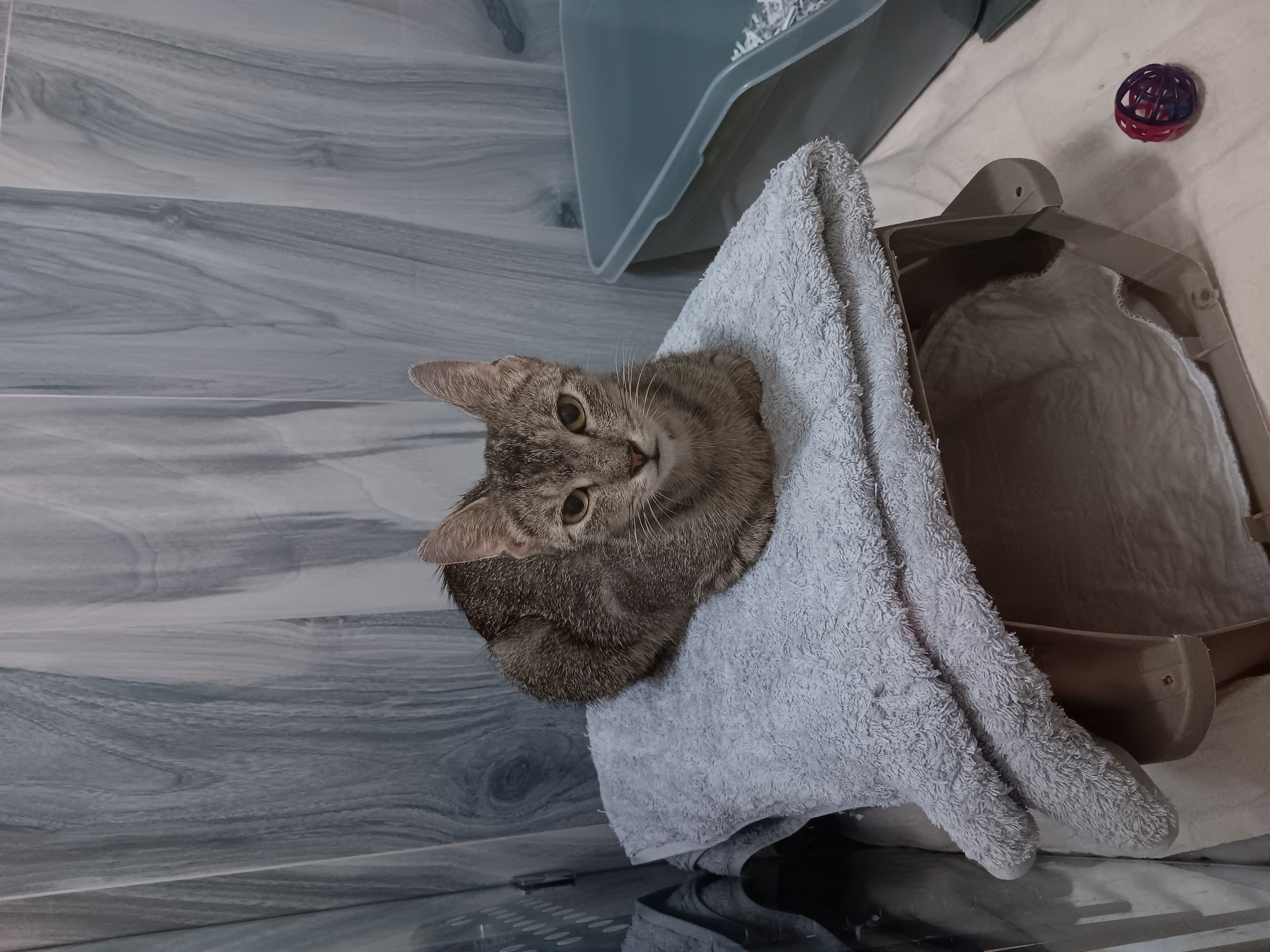 Cat for adoption - Aerith, a Domestic Short Hair in New York, NY ...