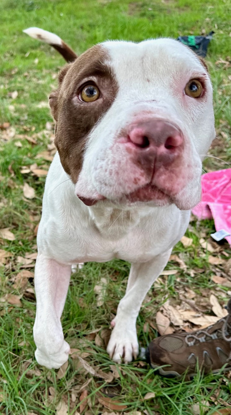 Dog for adoption - Spencer, a Pit Bull Terrier & American Bully Mix in ...