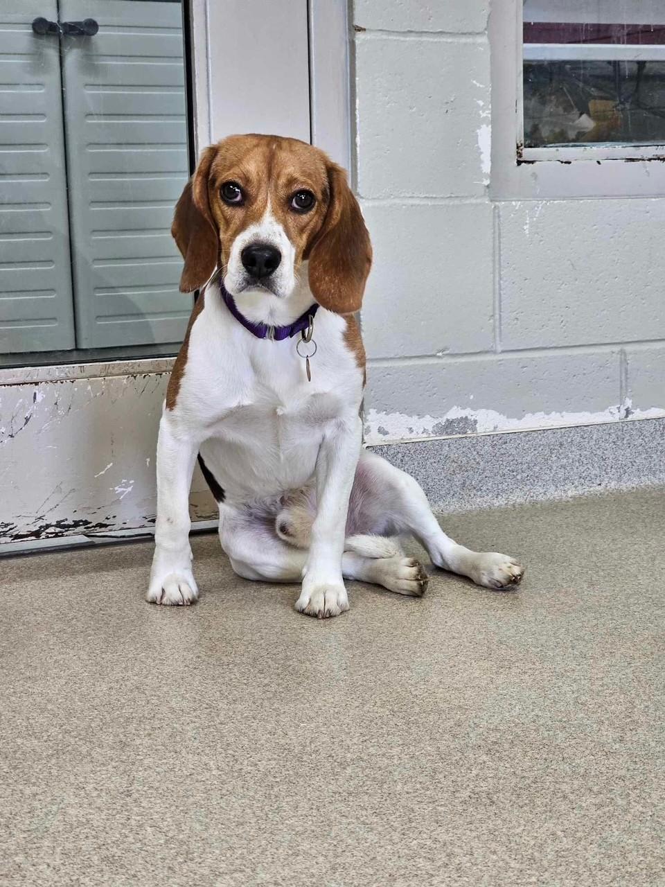 Dog for adoption - Wells, a Beagle in Manitowoc, WI | Petfinder