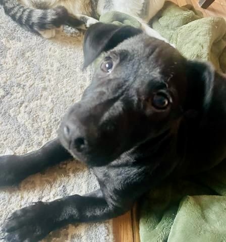 Available Dogs - The A.R.K - Animal Recycling Kennel