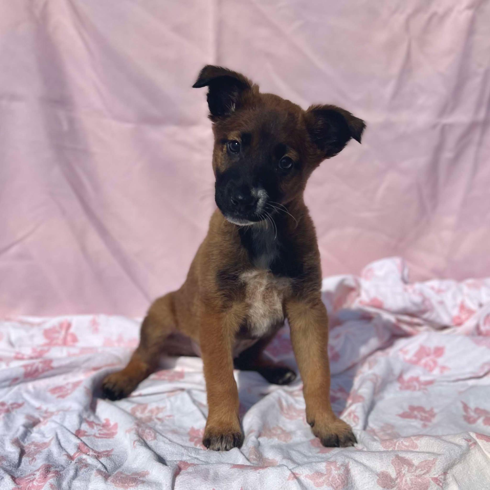 Dog for adoption - Darla, a German Shepherd Dog Mix in Visalia, CA ...