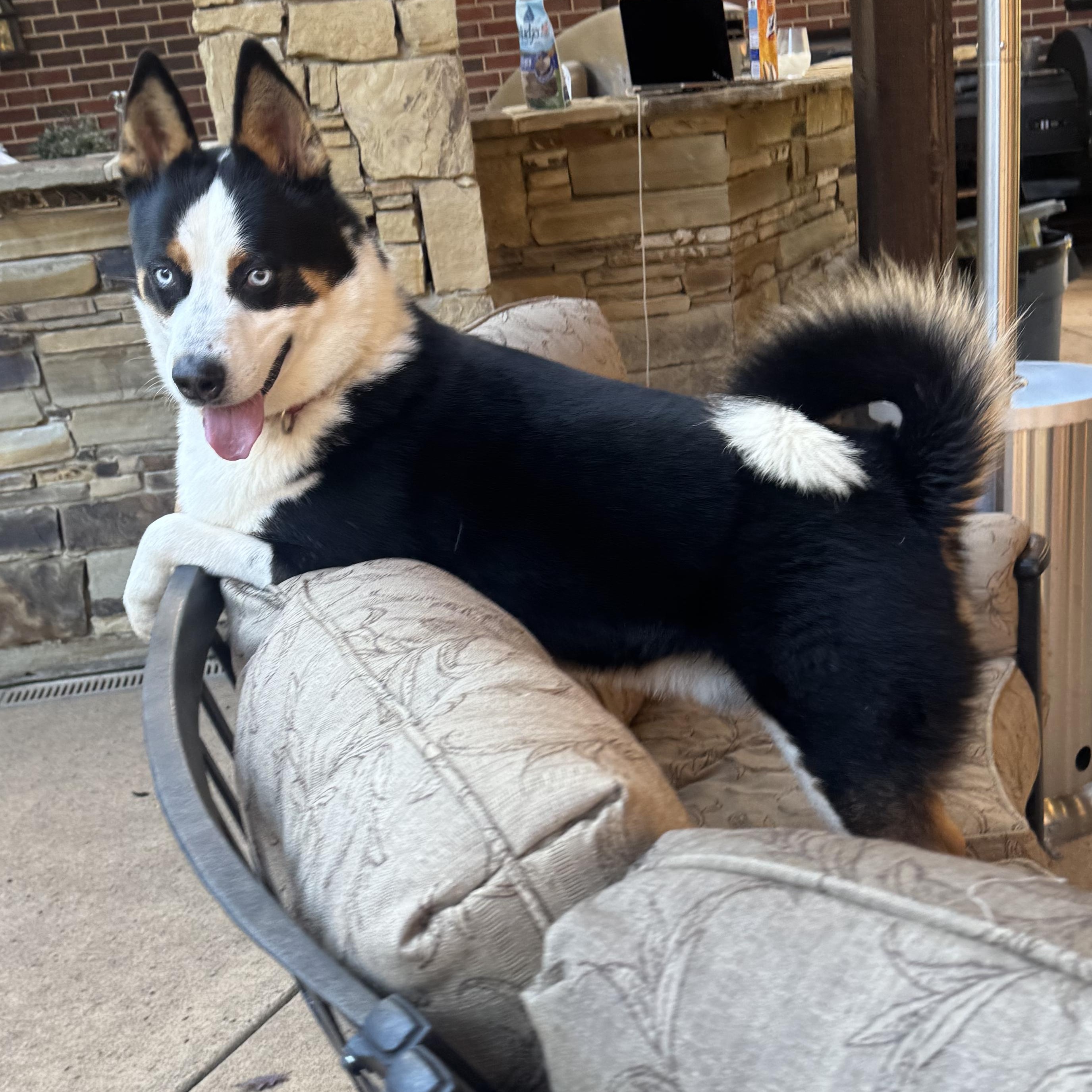 Dog for adoption - Blue, a Husky Mix in Mount Arlington, NJ | Petfinder