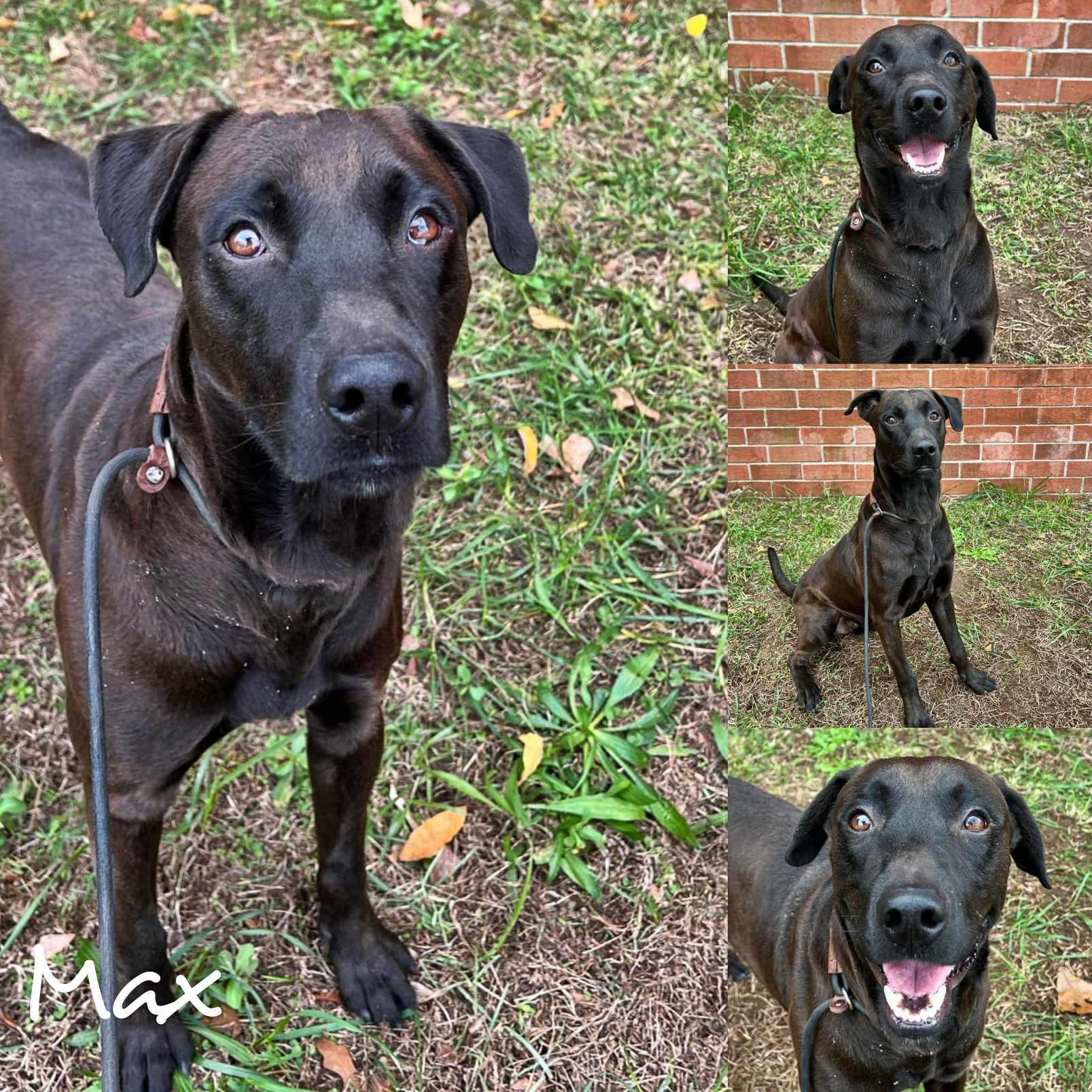 Dog for adoption - Max, a Labrador Retriever Mix in Farmington, CT ...