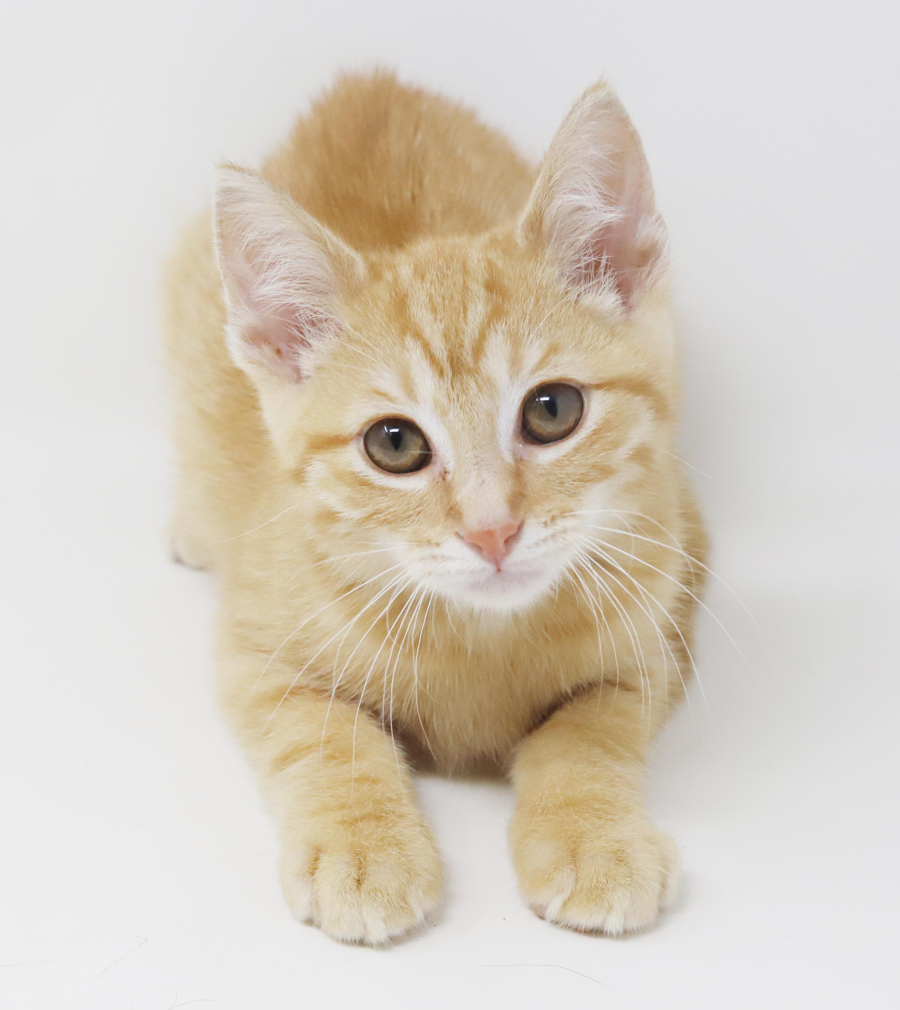 Cat for adoption - Pedro is PURRFECT kitten therapy! THE MOST LOVING ...