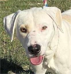 Dog for adoption - Petey, an English Pointer & Labrador Retriever Mix ...