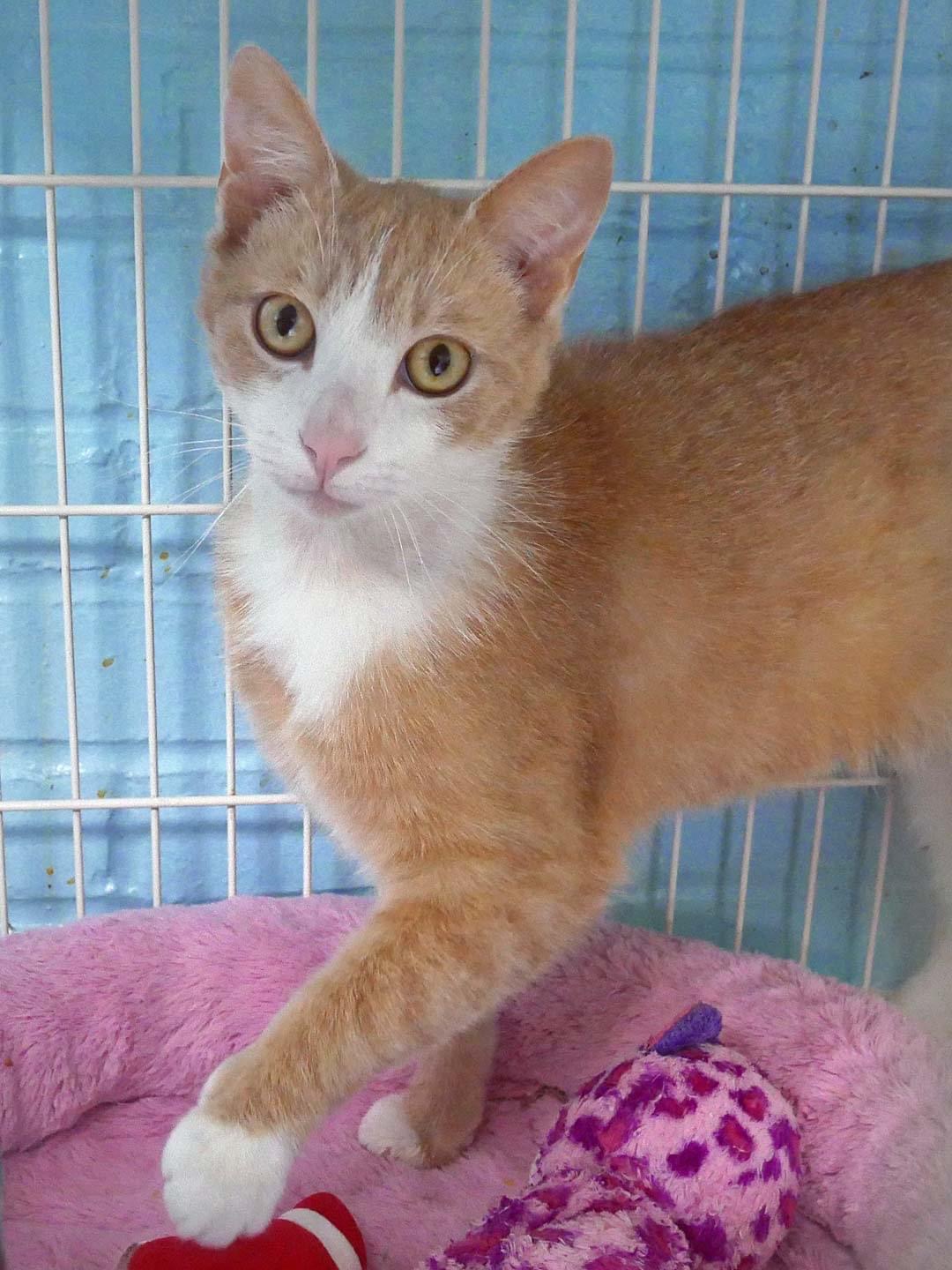 Cat for adoption - Buster, a Domestic Short Hair in Bloomingdale, NJ ...