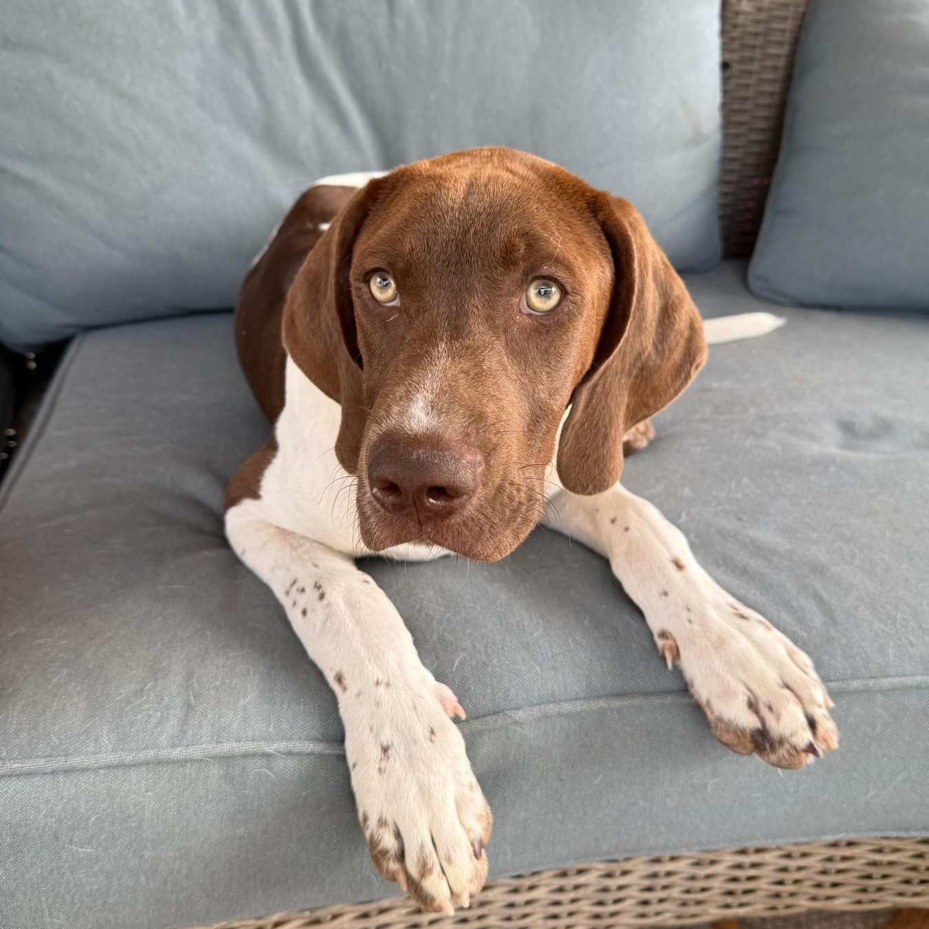 Dog for adoption - Finn, a German Shorthaired Pointer Mix in Atlanta ...