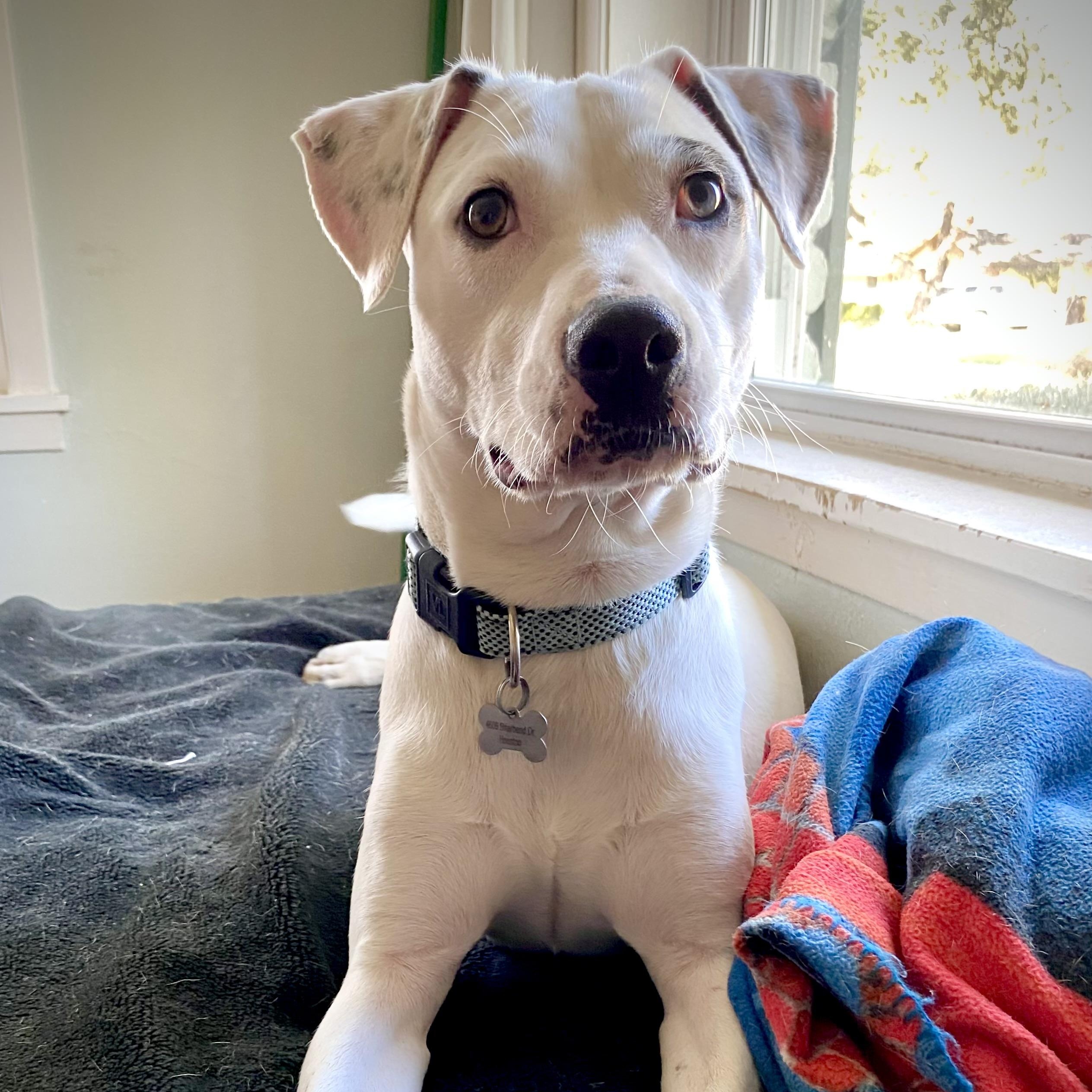 Dog for adoption - Victoria, a Mixed Breed in Portland, ME | Petfinder