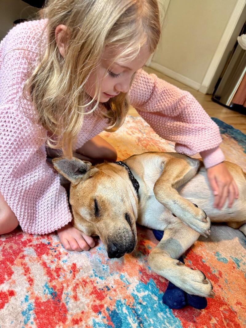 Dog for adoption - Sunshine Loves the Babies and Is So So Sweet, a ...