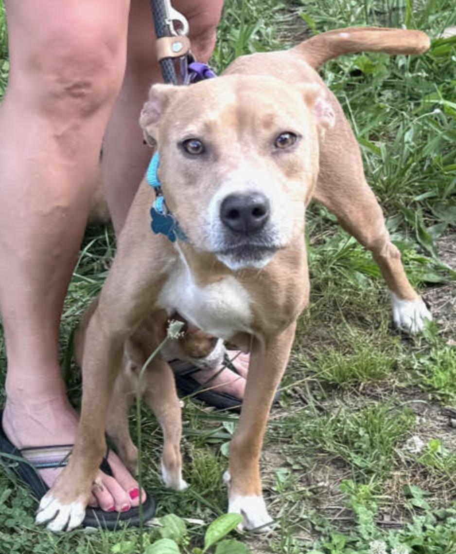 Dog for adoption - Nayla Nuzzle Momma ~ Local Lady, a Boxer & Basenji ...