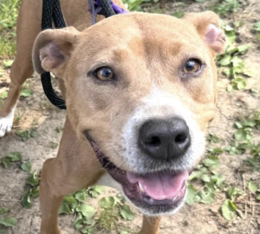 Dog for adoption - Nayla Nuzzle Momma ~ Local Lady, a Boxer & Basenji ...