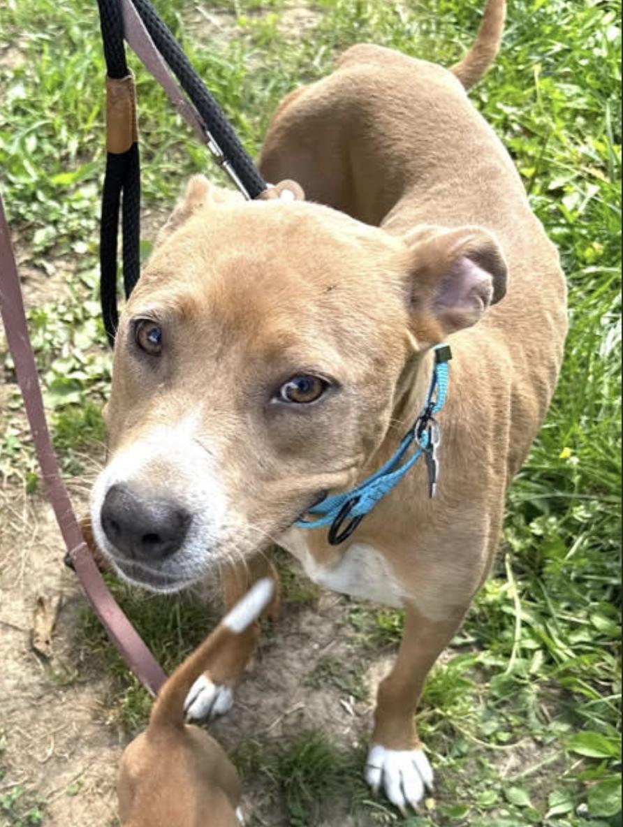 Dog for adoption - Nayla Nuzzle Momma ~ Local Lady, a Boxer & Basenji ...