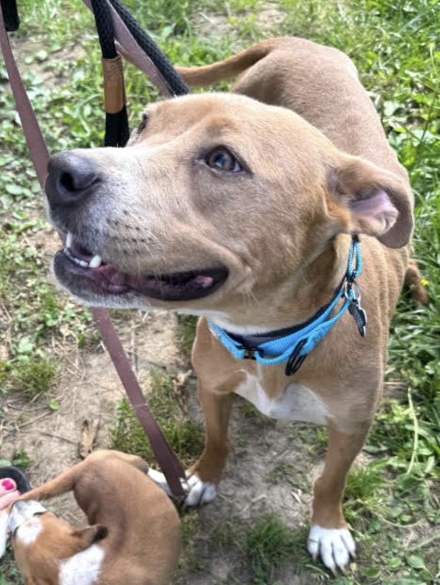 Dog for adoption - Nayla Nuzzle Momma ~ Local Lady, a Boxer & Basenji ...