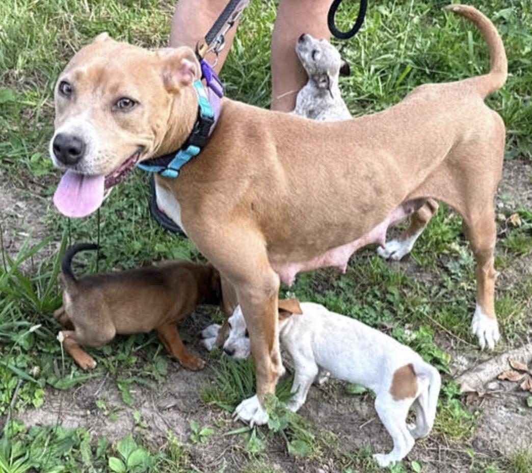 Dog for adoption - Nayla Nuzzle Momma ~ Local Lady, a Boxer & Basenji ...