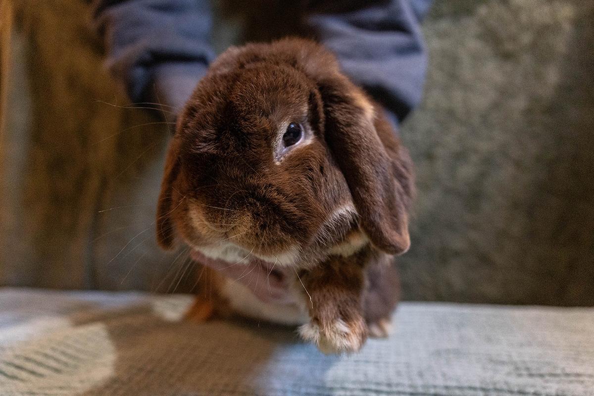Rabbit for adoption - RJ, a Mini Lop in Carnation, WA | Petfinder