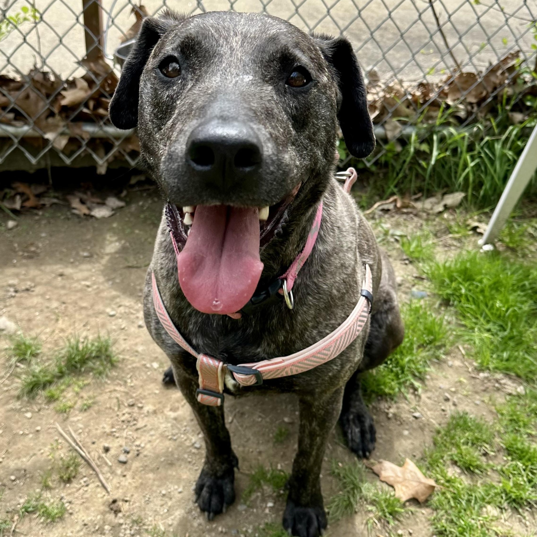 Dog for adoption - Maybel, a Mixed Breed in Exeter, RI | Petfinder