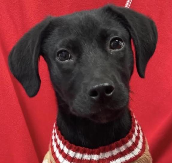 Dog for adoption - Gabriel, a Black Labrador Retriever Mix in Woburn ...