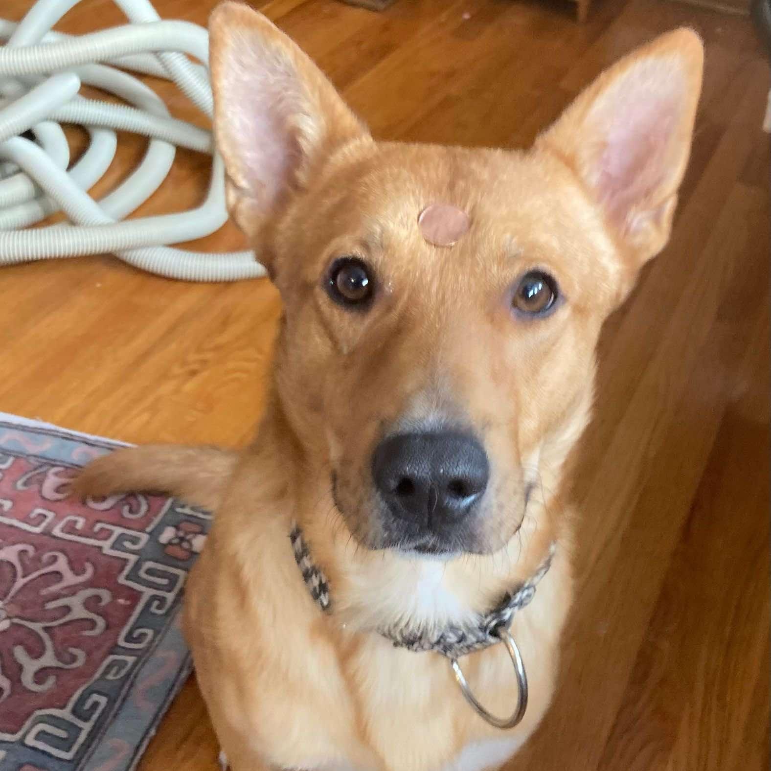 Dog for adoption - Little Bear, a Shiba Inu & Shepherd Mix in westbend ...