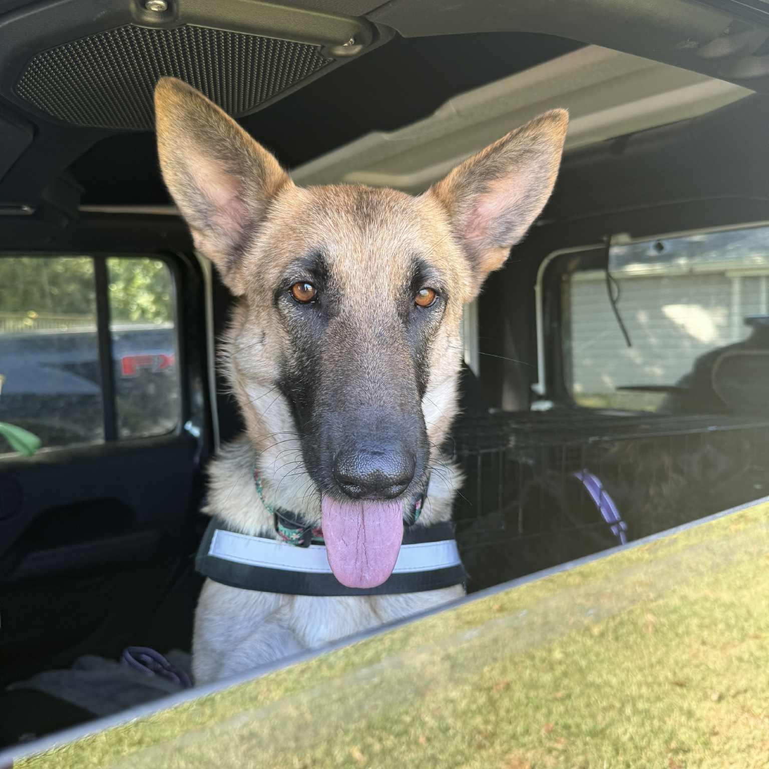 Dog for adoption - Lovey, a German Shepherd Dog Mix in Rockford, IL | Petfinder