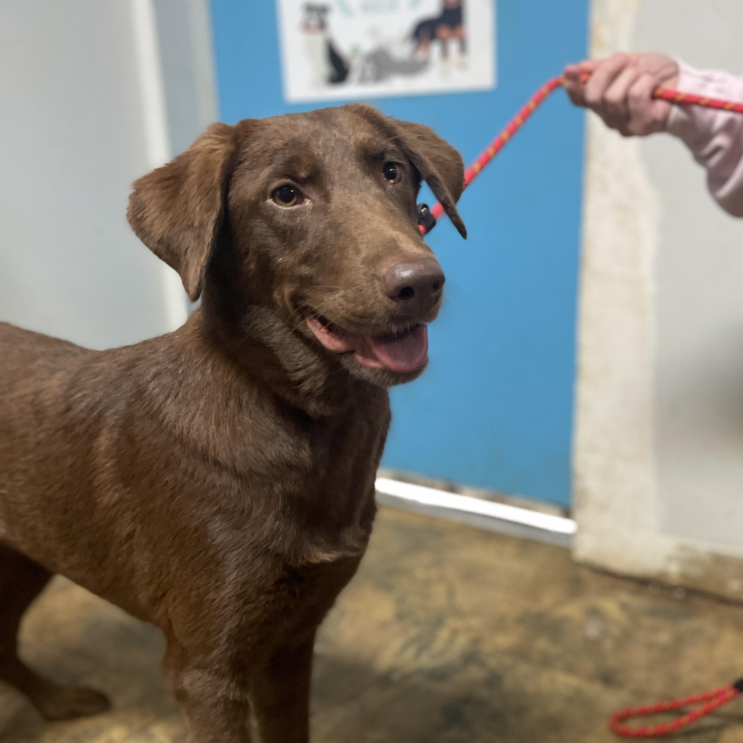 Dog for adoption - Slim, a Chocolate Labrador Retriever Mix in Pound ...