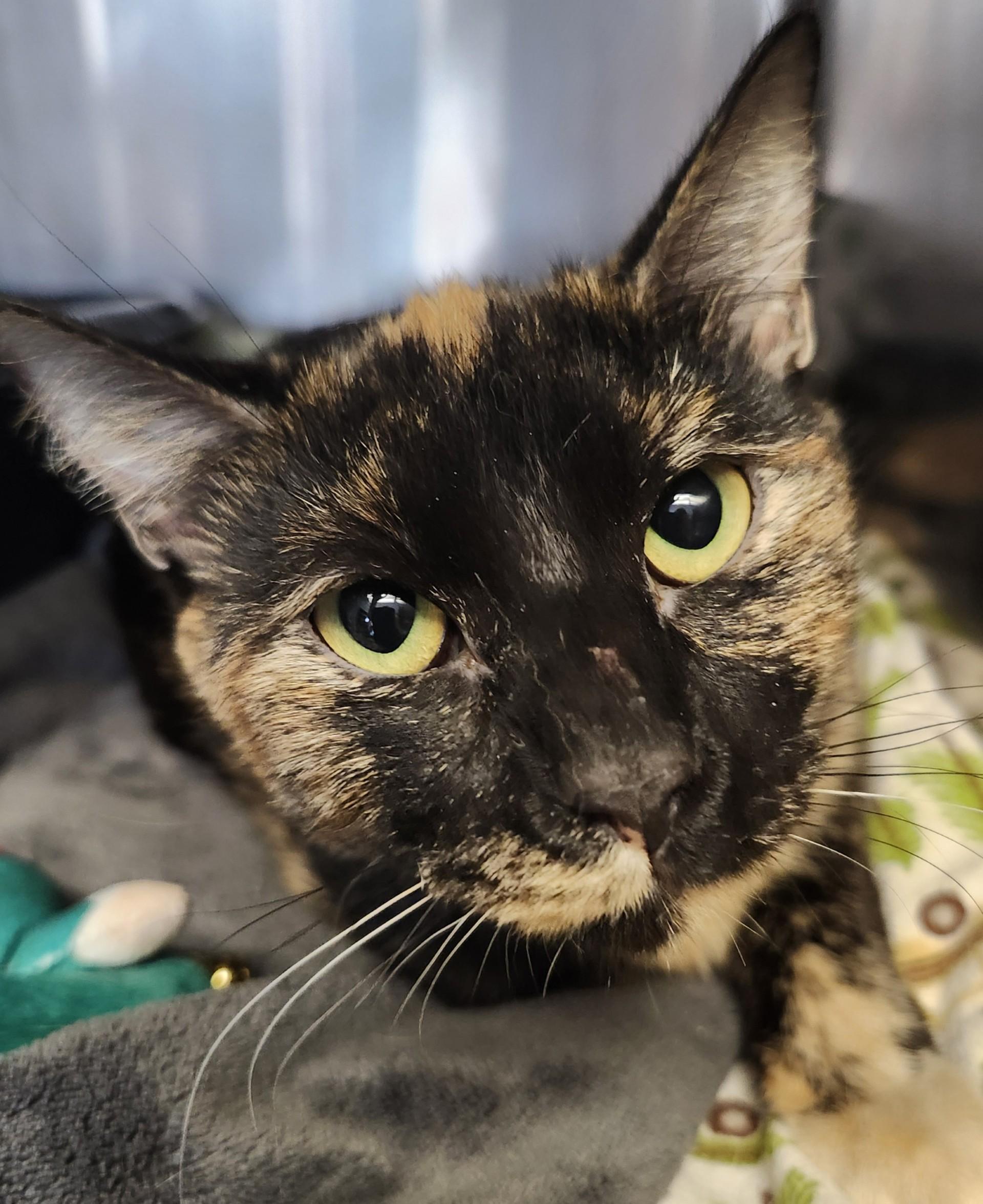 Cat for adoption - Talula, a Domestic Short Hair in House Springs, MO ...