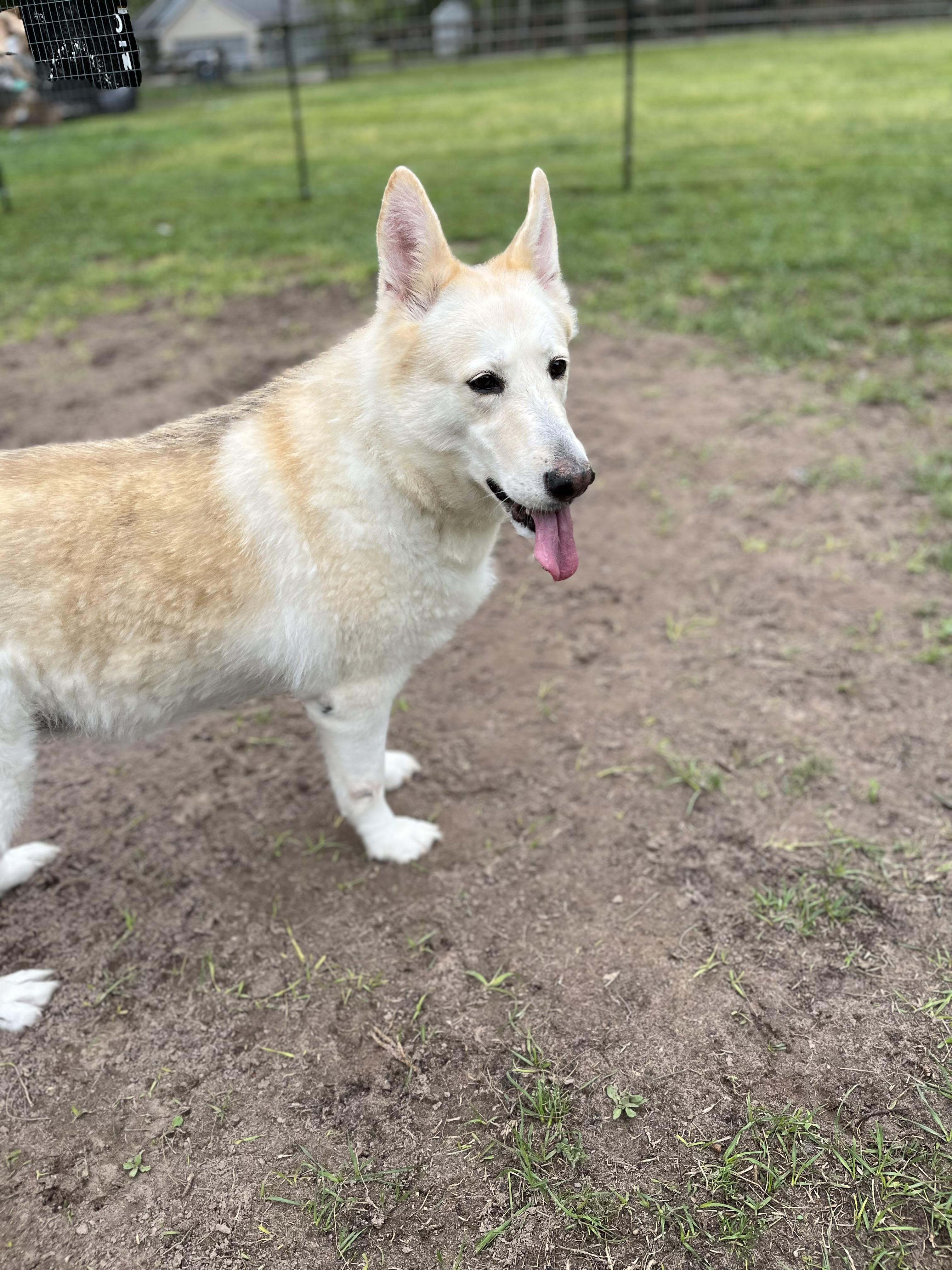 Dog for adoption - Luna, a German Shepherd Dog Mix in Baltimore, MD ...